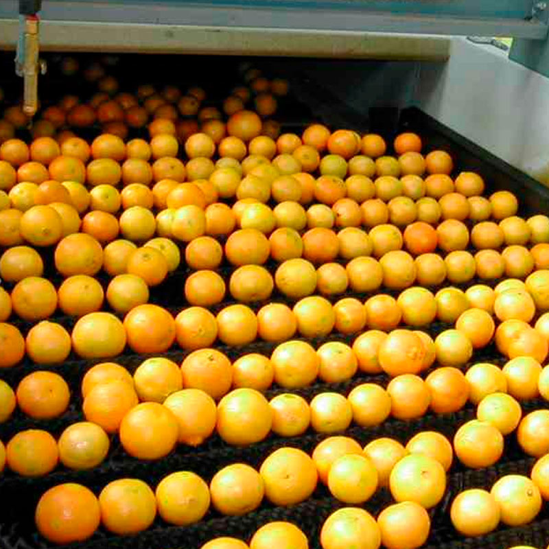 Citrus washing and waxing brushes - Regios Industrial Brushes